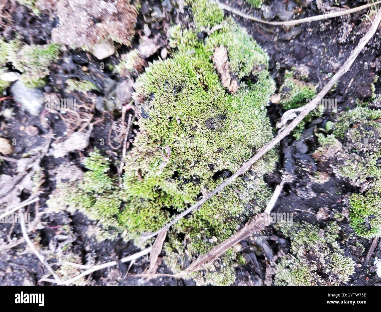 Silvery bryum hi-res stock photography and images - Alamy