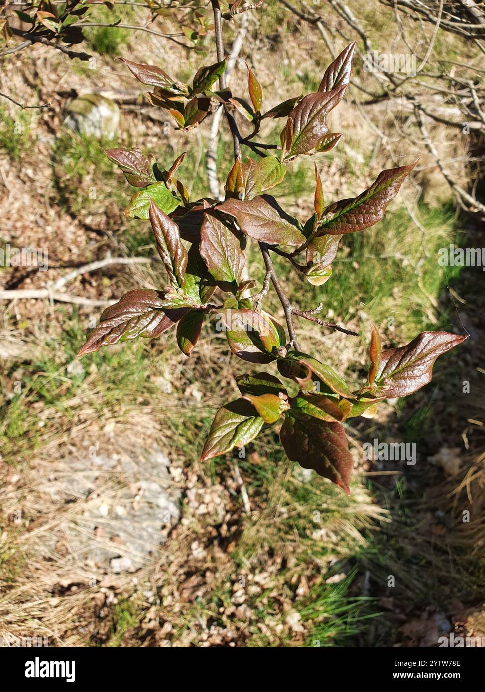 Dogwood family (Cornaceae Stock Photo - Alamy