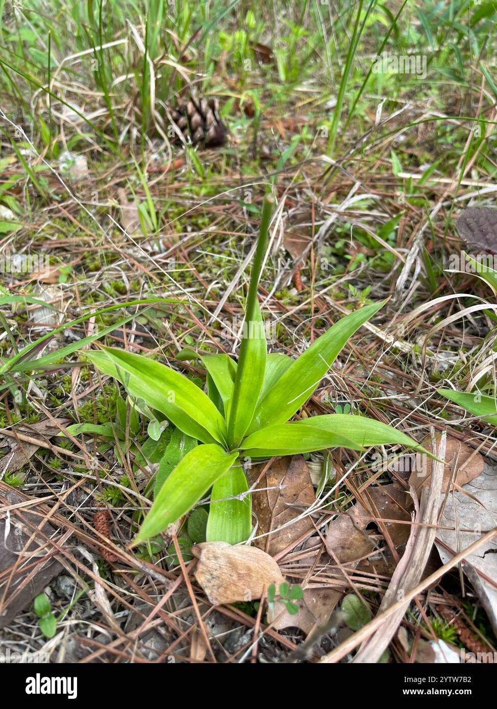 White-tubed Colicroot (Aletris farinosa Stock Photo - Alamy