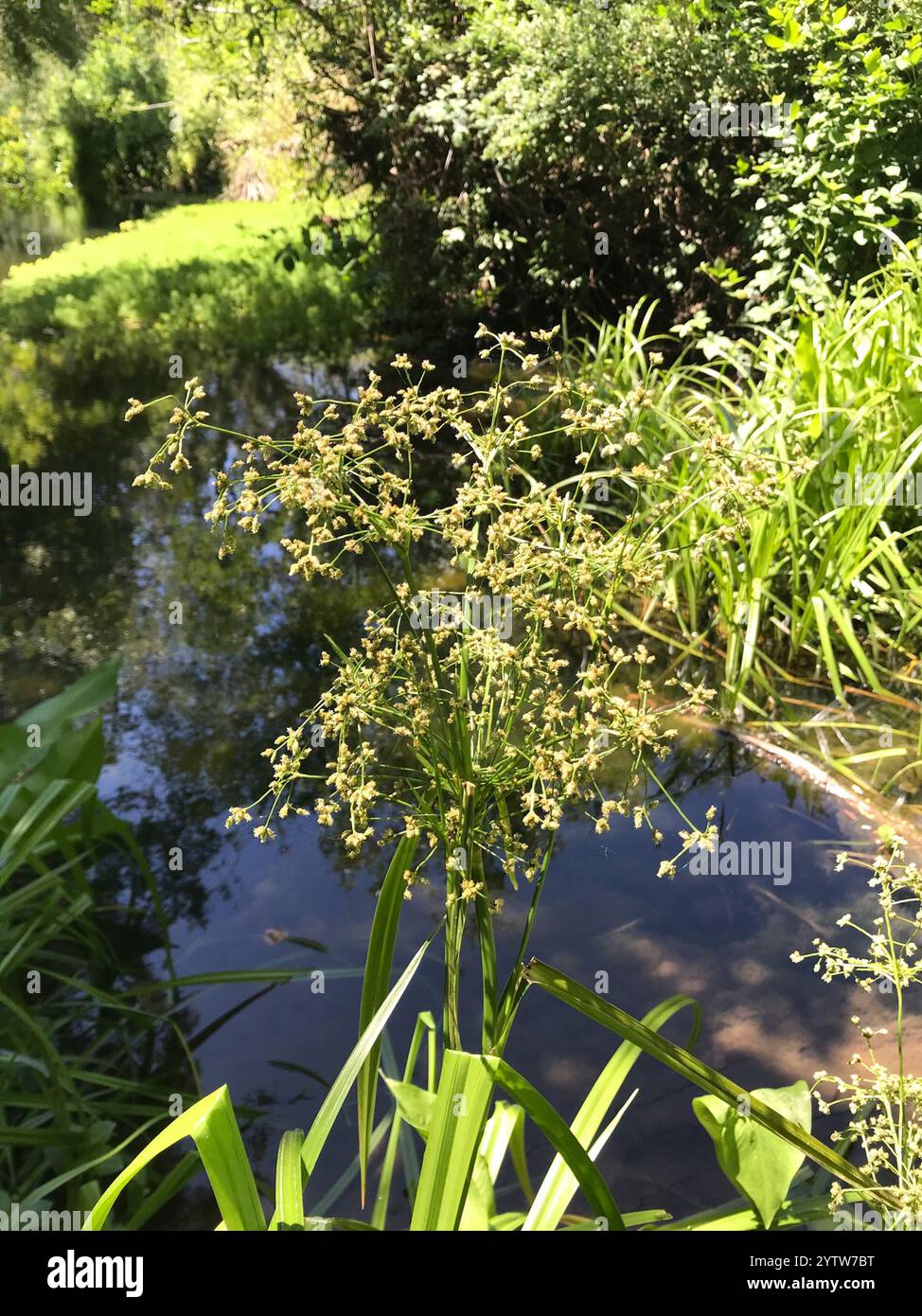 Panicled Bulrush (Scirpus microcarpus Stock Photo - Alamy