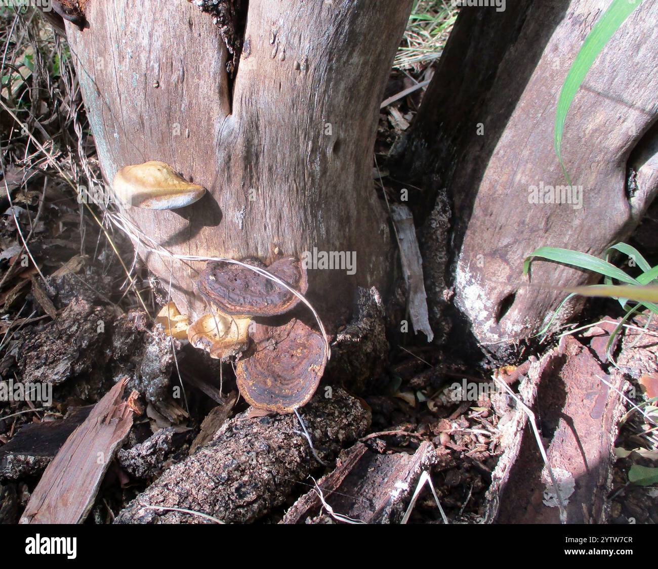 tamboti (Spirostachys africana Stock Photo - Alamy