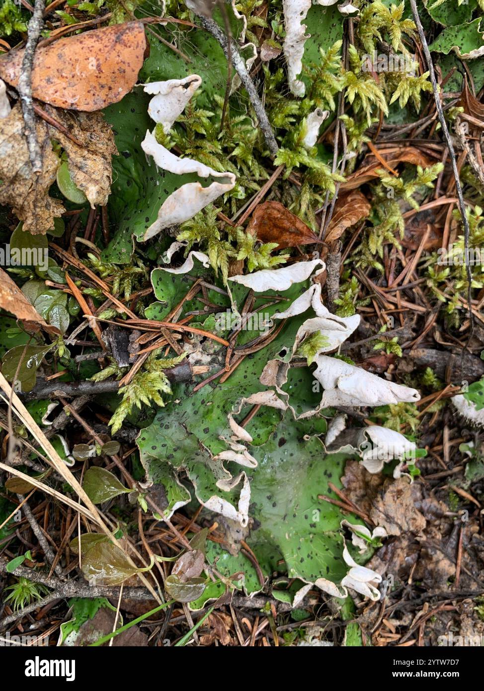 freckled pelt lichen (Peltigera aphthosa Stock Photo - Alamy