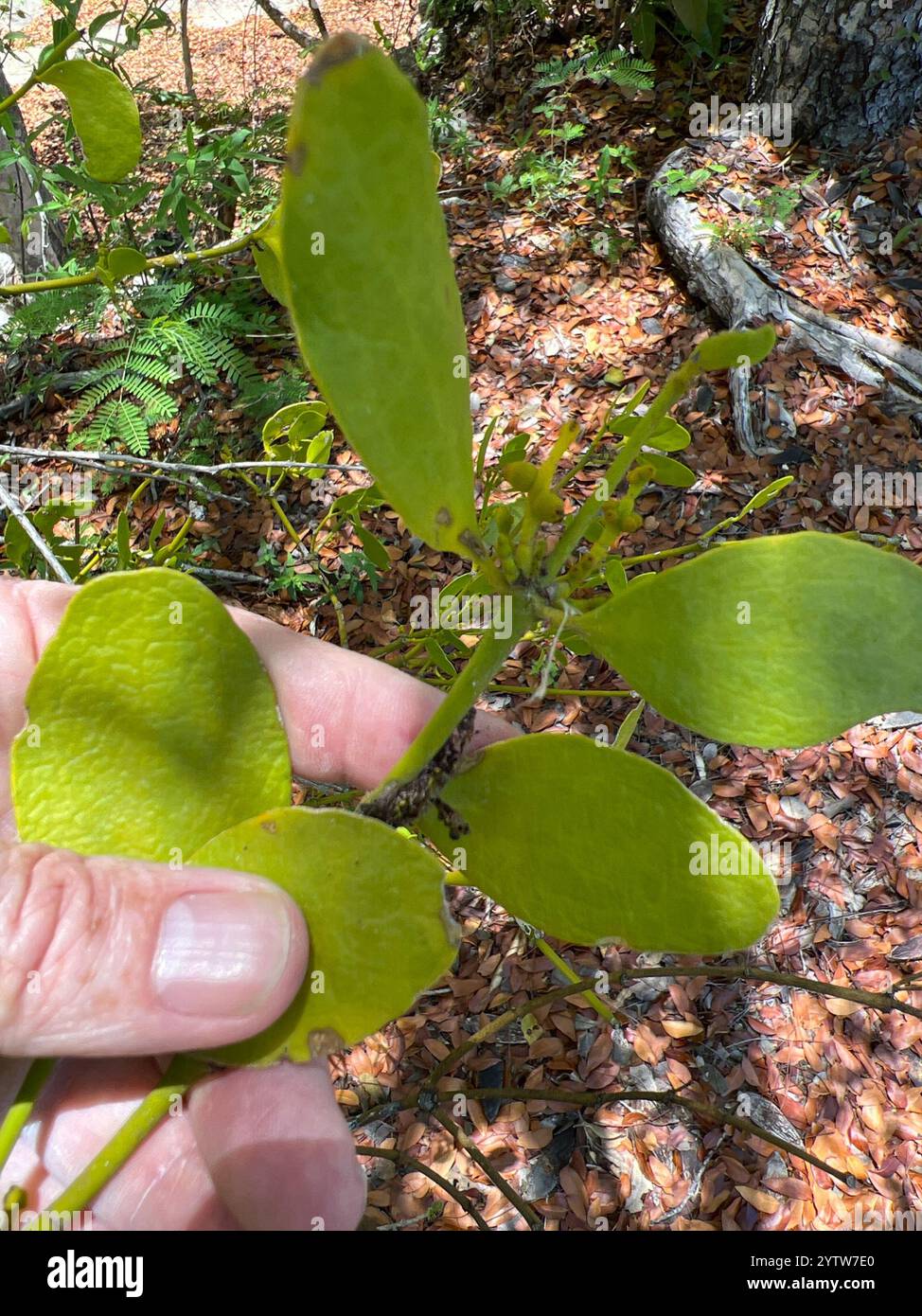 Mahogany Mistletoe (Phoradendron rubrum Stock Photo - Alamy