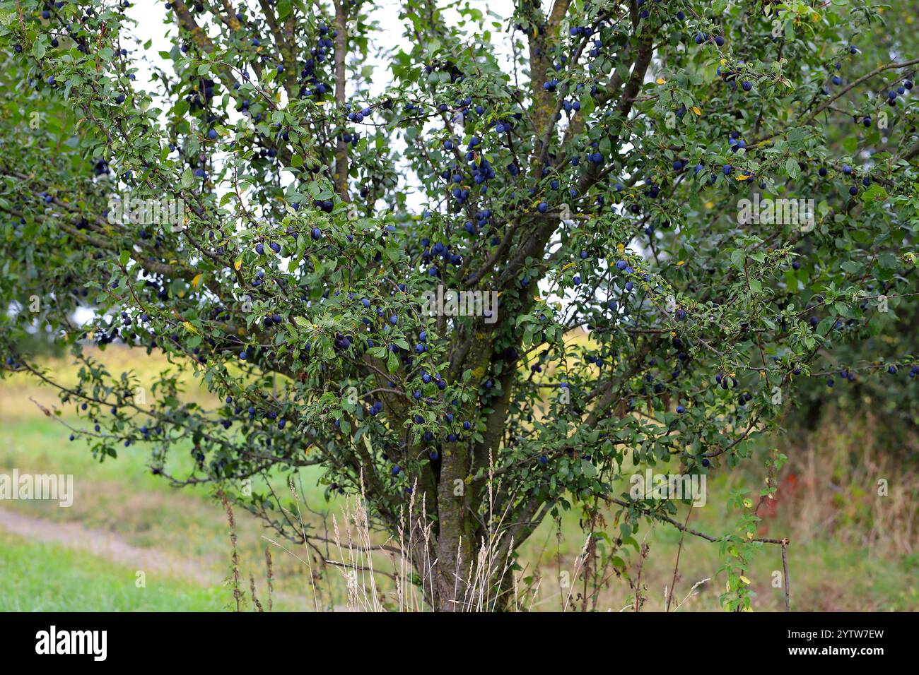 Wild plum bush with small violet fruits hanging on the branches Stock ...