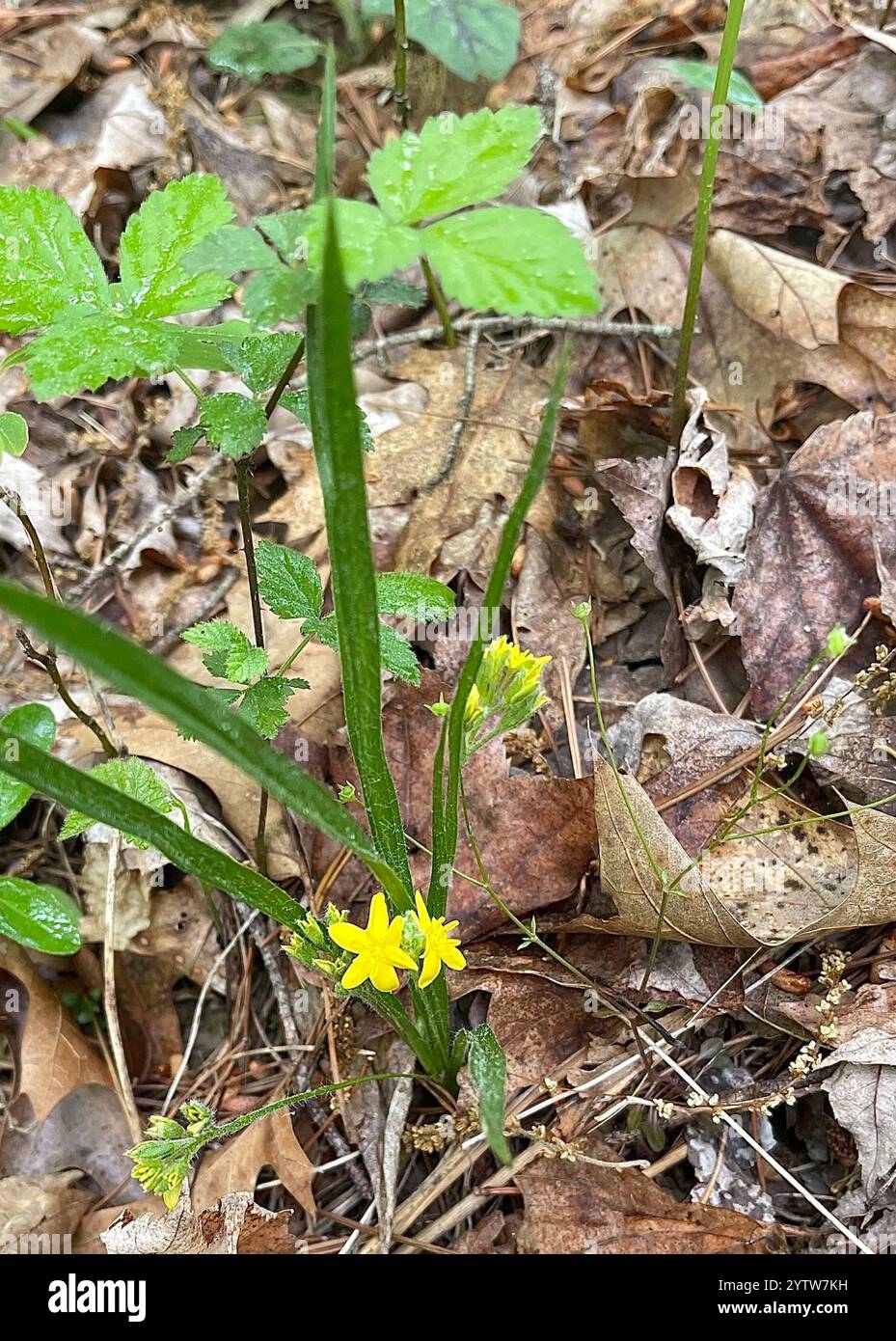 yellow star grass (Hypoxis hirsuta Stock Photo - Alamy