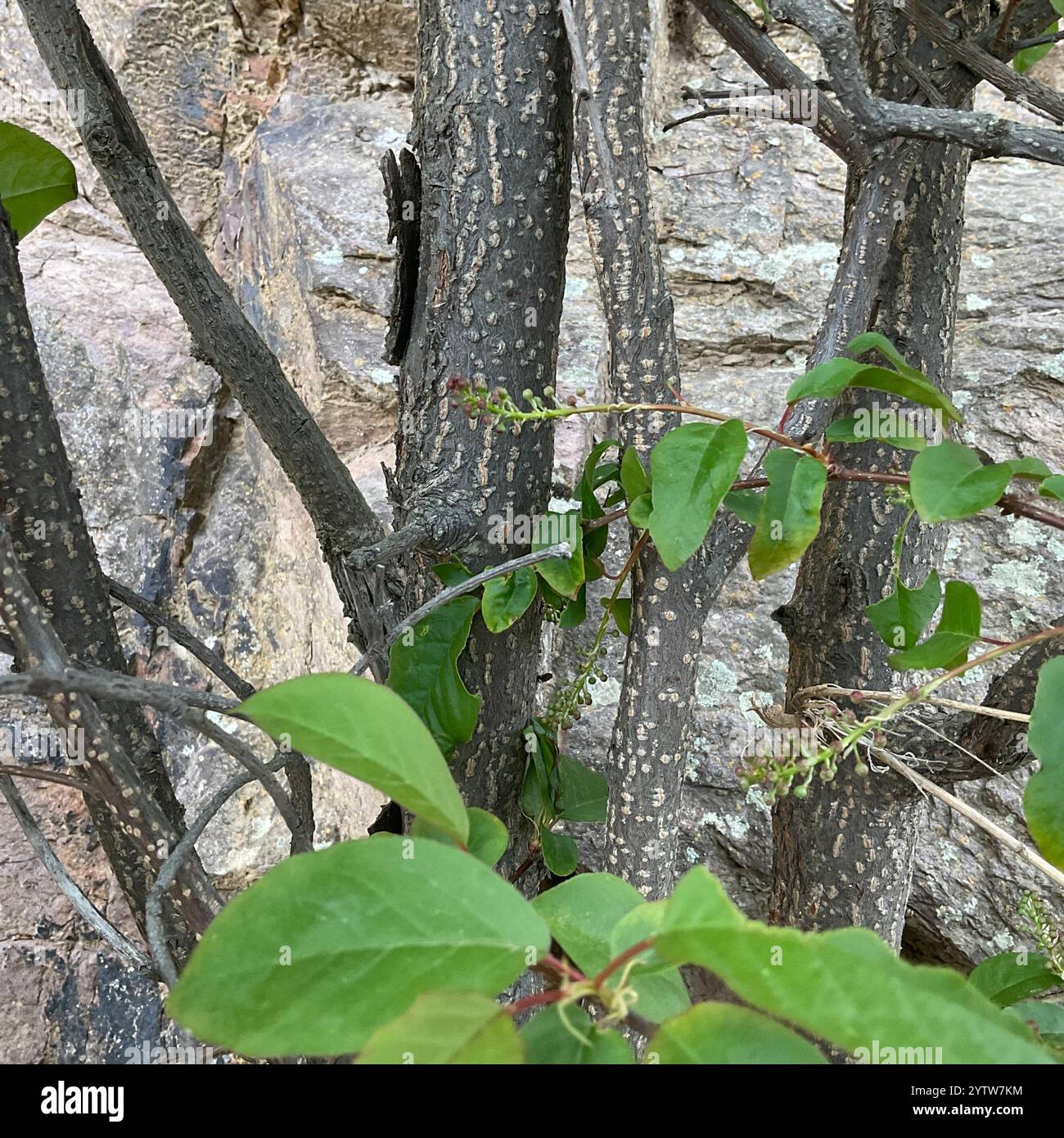 chokecherry (Prunus virginiana Stock Photo - Alamy