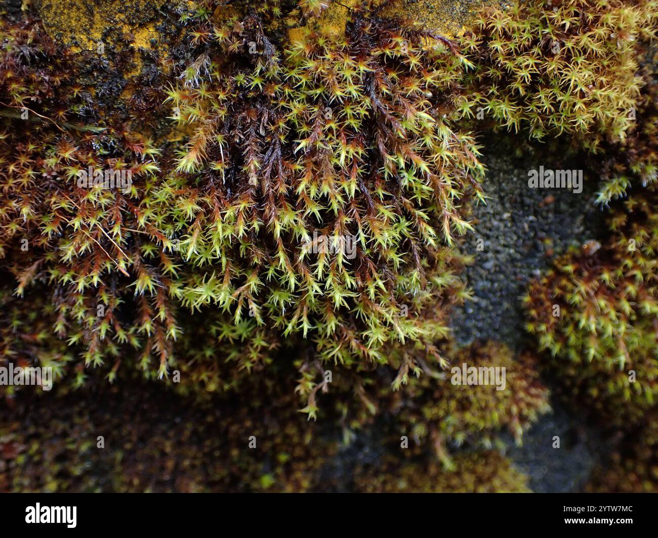 Papillose Bloom Moss (Schistidium papillosum Stock Photo - Alamy