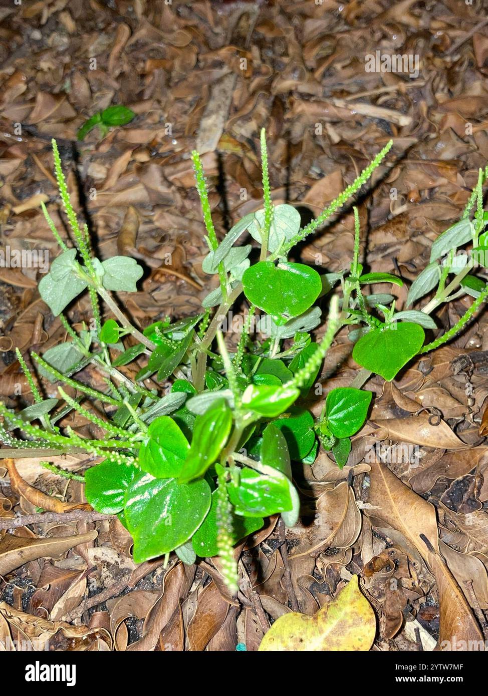 Pepper elder (Peperomia pellucida Stock Photo - Alamy