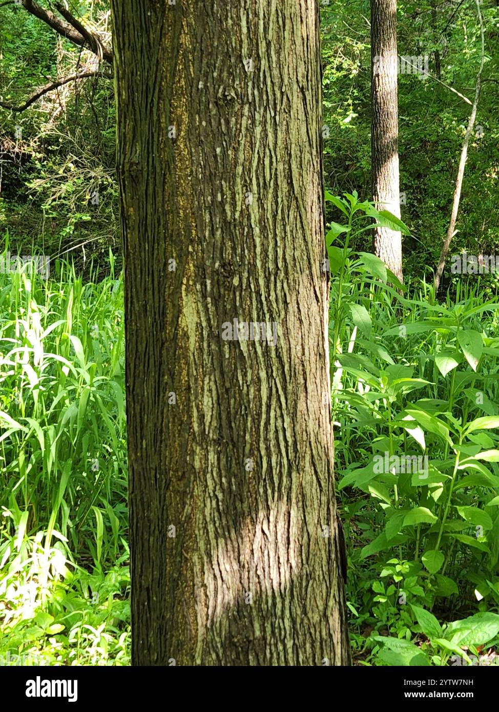 black mulberry (Morus nigra Stock Photo - Alamy
