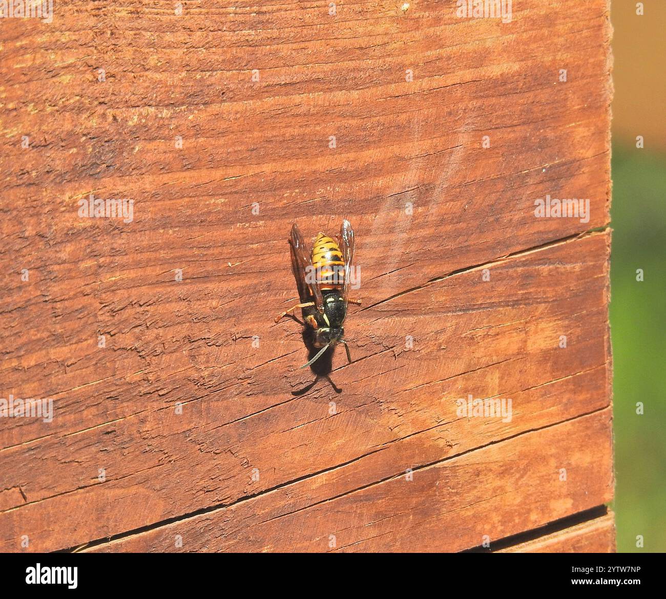 Red-banded Yellowjacket (Vespula rufa Stock Photo - Alamy