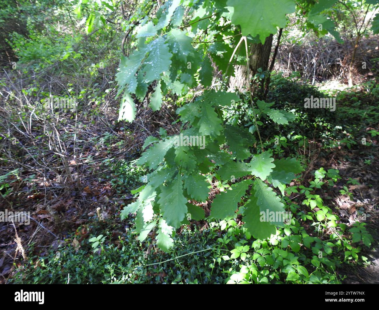 English oak (Quercus robur Stock Photo - Alamy