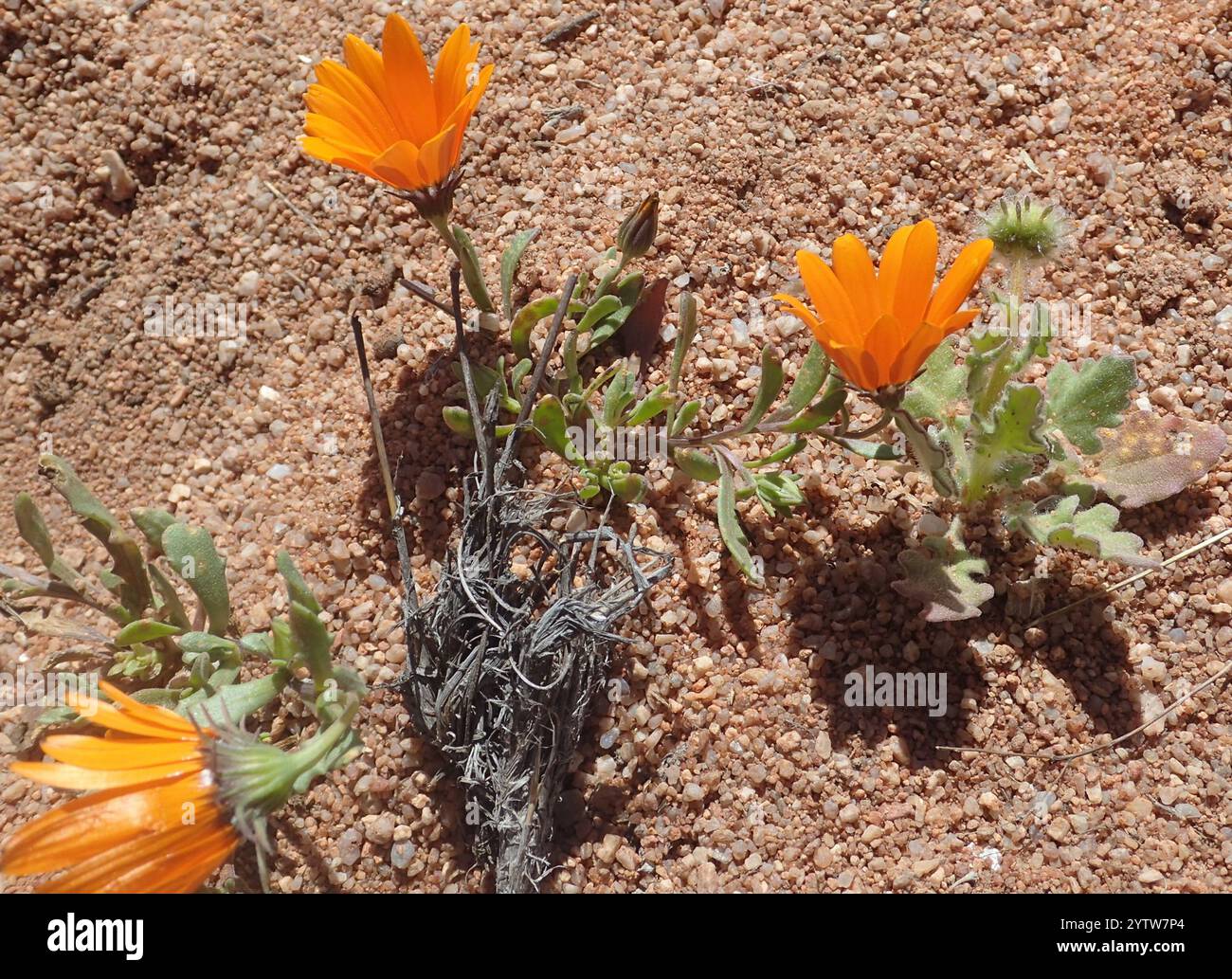 Cape marigold (Dimorphotheca sinuata Stock Photo - Alamy
