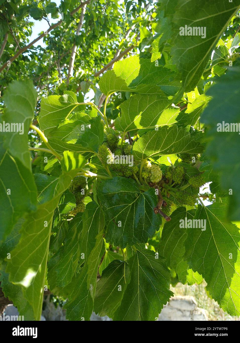 black mulberry (Morus nigra Stock Photo - Alamy