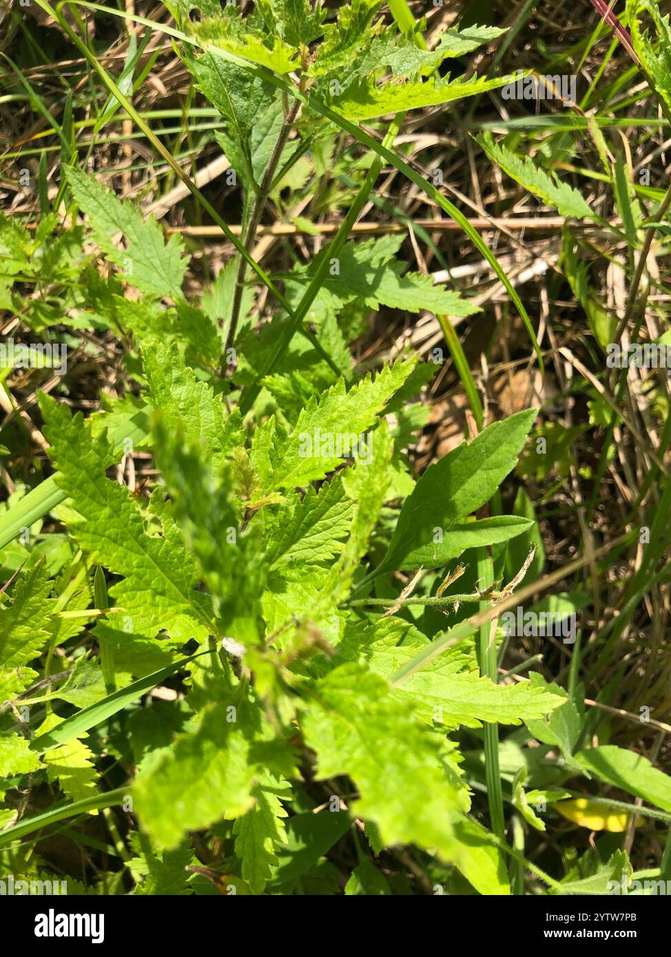 rose vervain (Glandularia canadensis Stock Photo - Alamy