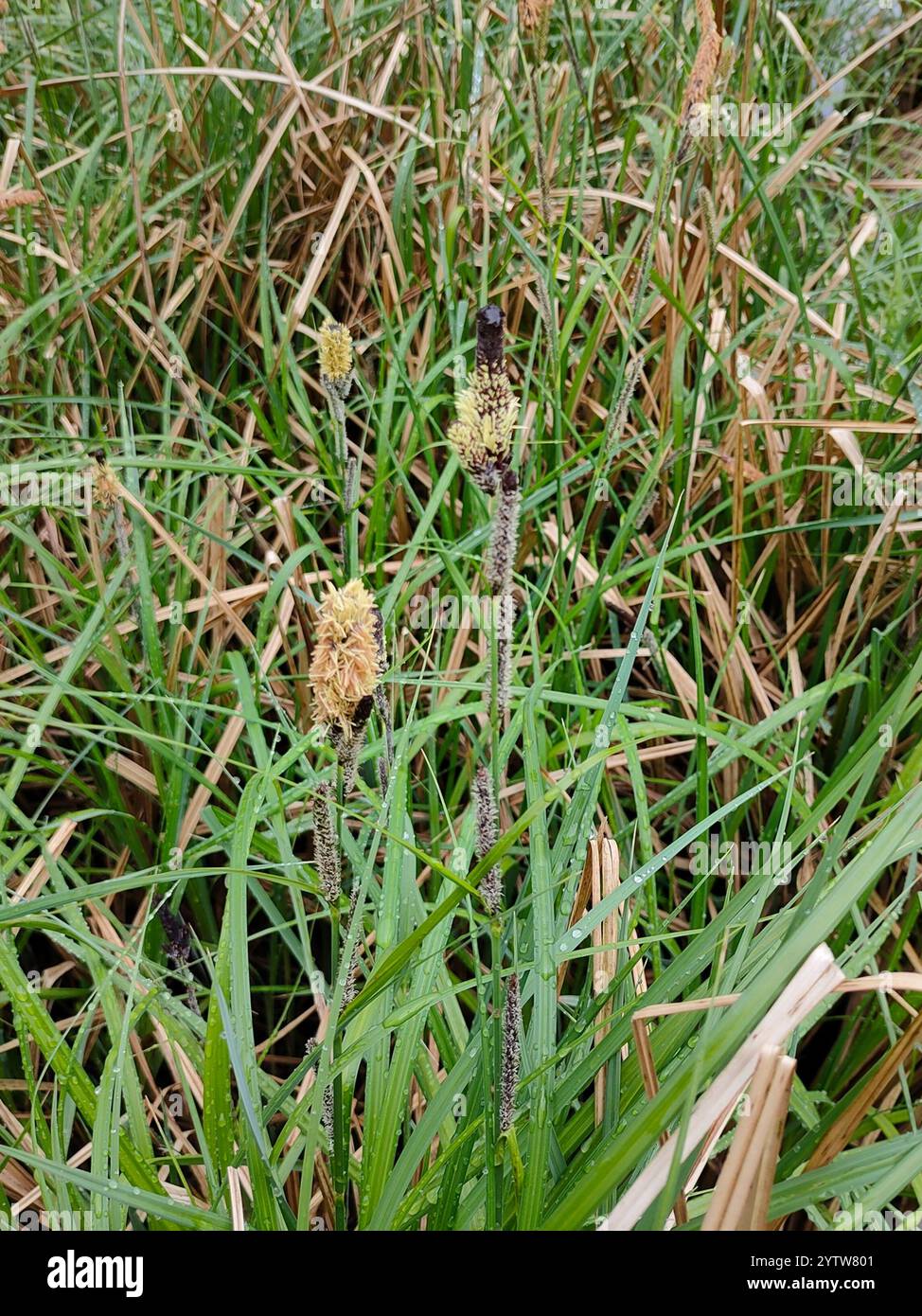 lesser pond sedge (Carex acutiformis Stock Photo - Alamy