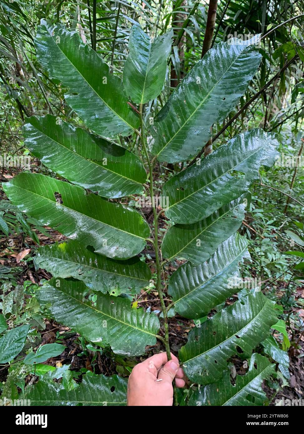 Virola hi-res stock photography and images - Alamy