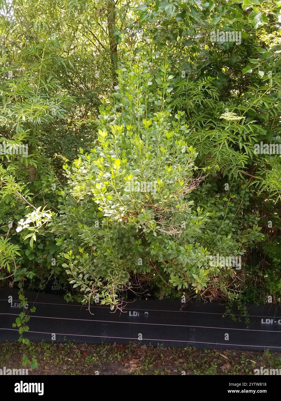 groundsel tree (Baccharis halimifolia Stock Photo - Alamy