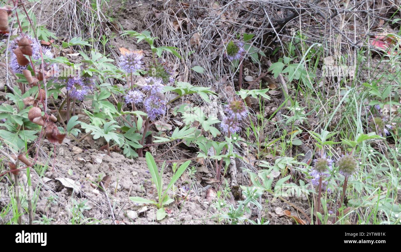 ballhead waterleaf (Hydrophyllum capitatum Stock Photo - Alamy