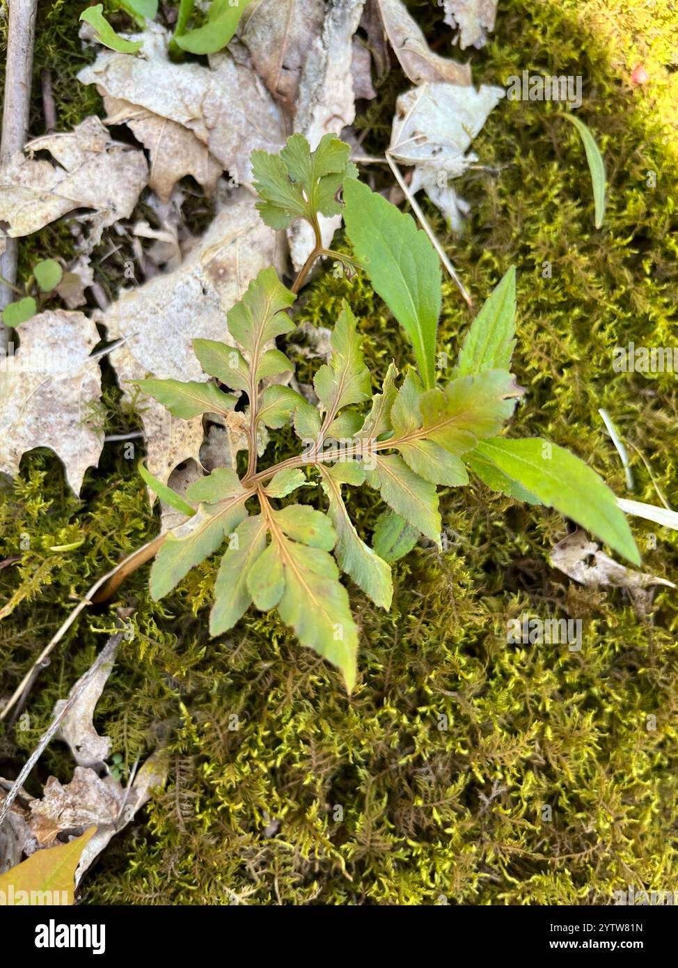 Cutleaf Grapefern (Sceptridium dissectum Stock Photo - Alamy
