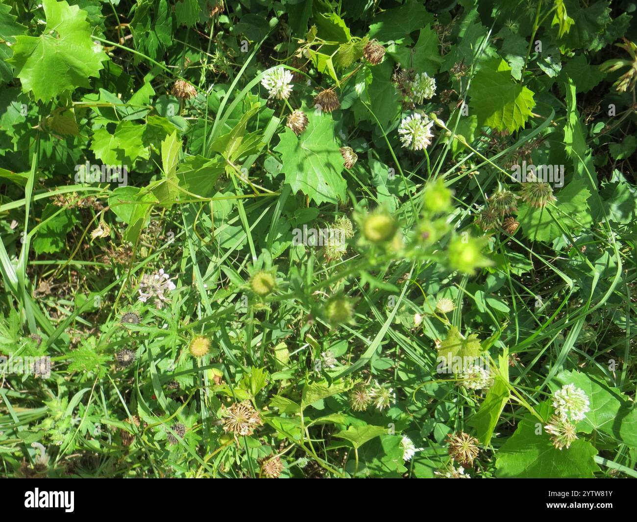 Carolina Bristlemallow (Modiola caroliniana Stock Photo - Alamy