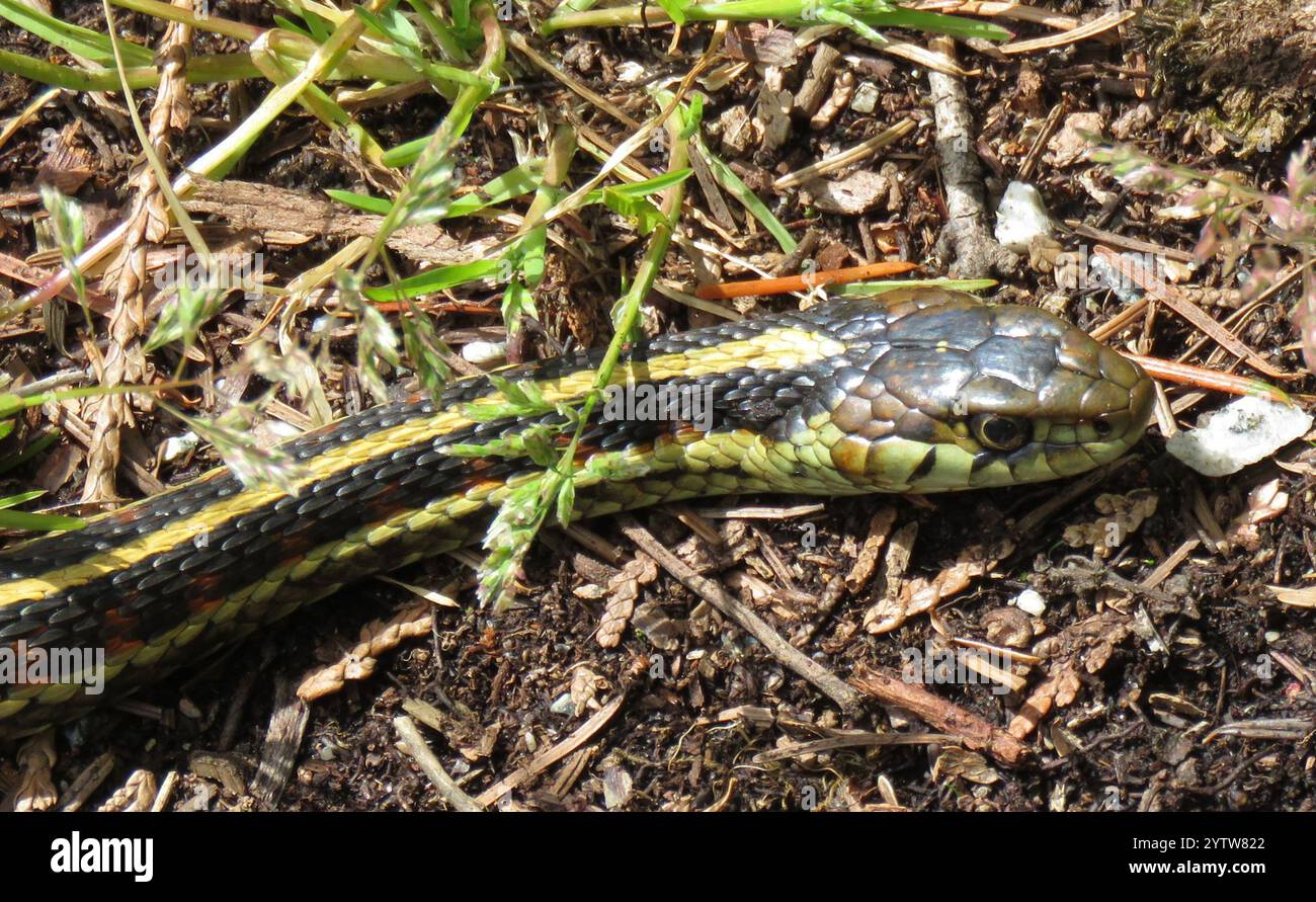 Puget Sound Garter Snake (Thamnophis sirtalis pickeringii Stock Photo ...