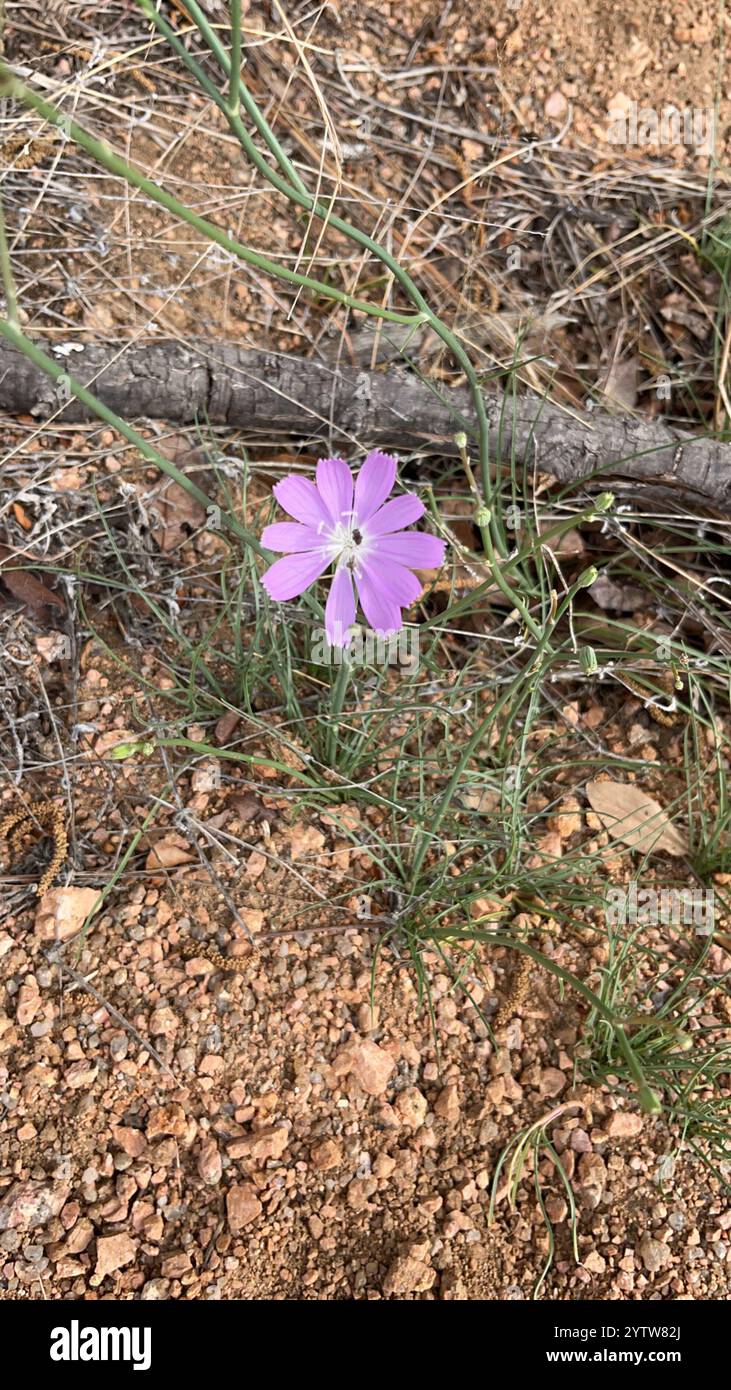 Texas Skeleton Plant (Lygodesmia texana Stock Photo - Alamy