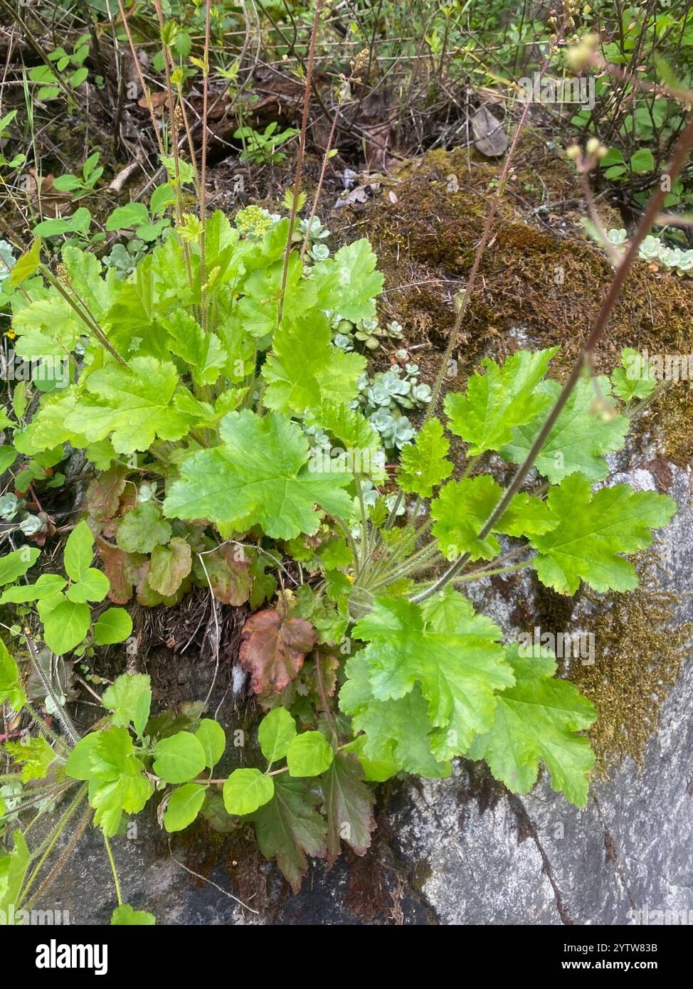 crevice alumroot (Heuchera micrantha Stock Photo - Alamy