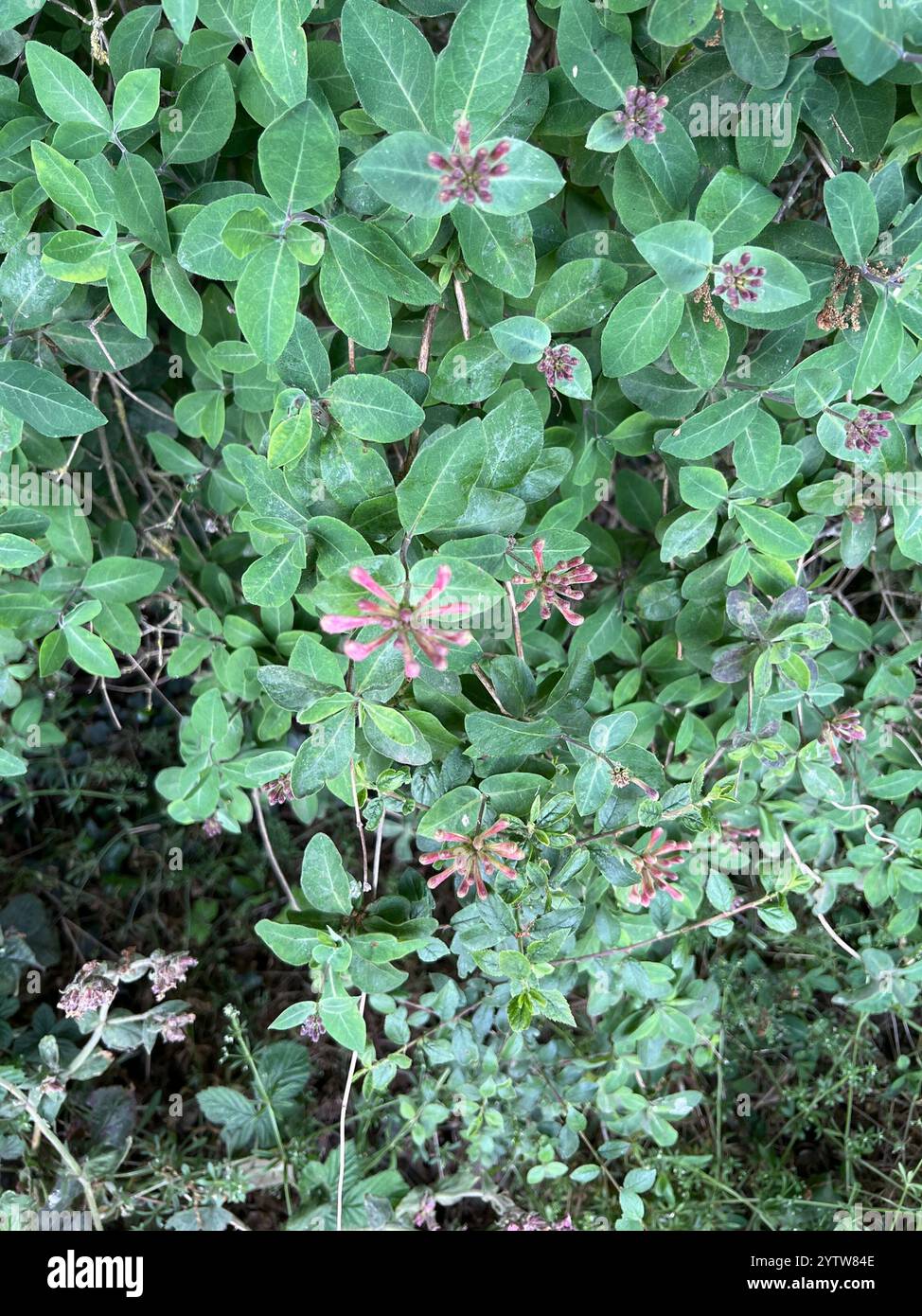 Common Honeysuckle (Lonicera periclymenum Stock Photo - Alamy