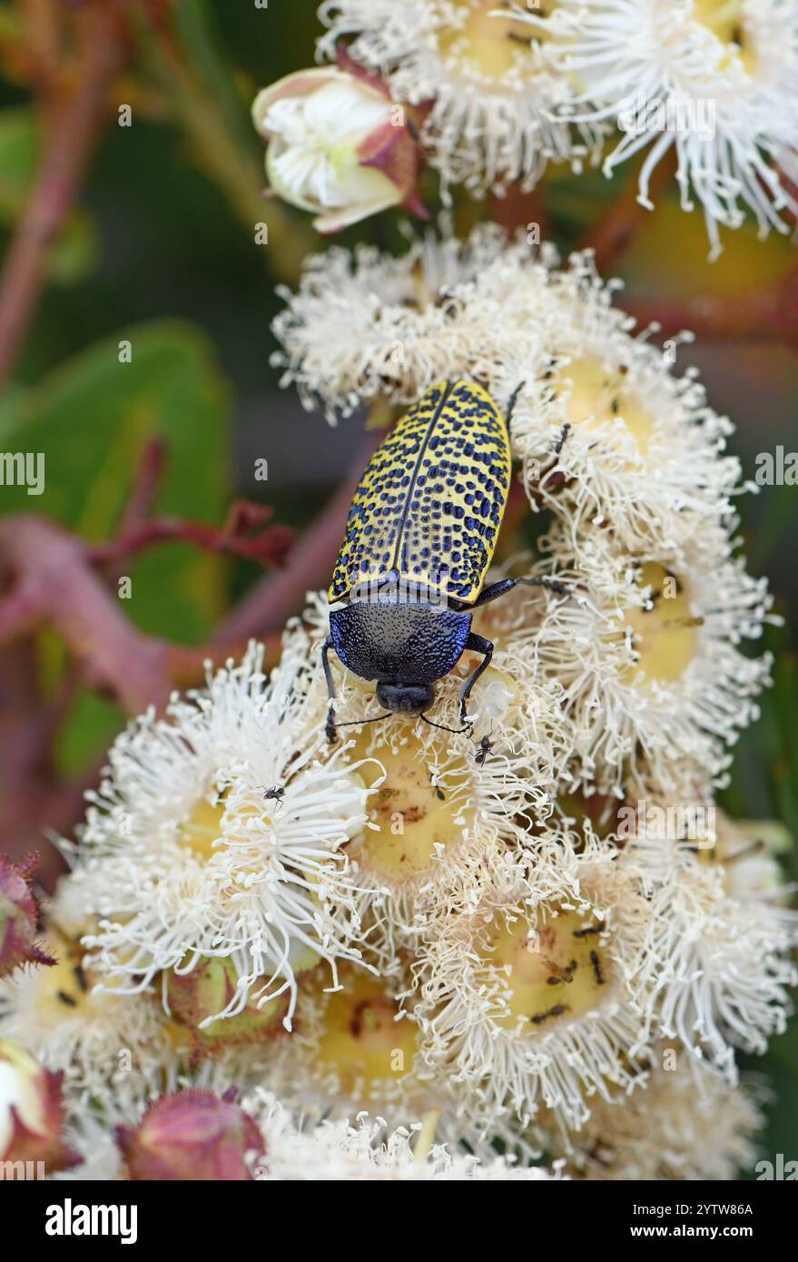 Australian native endemic insect fauna hi-res stock photography and ...