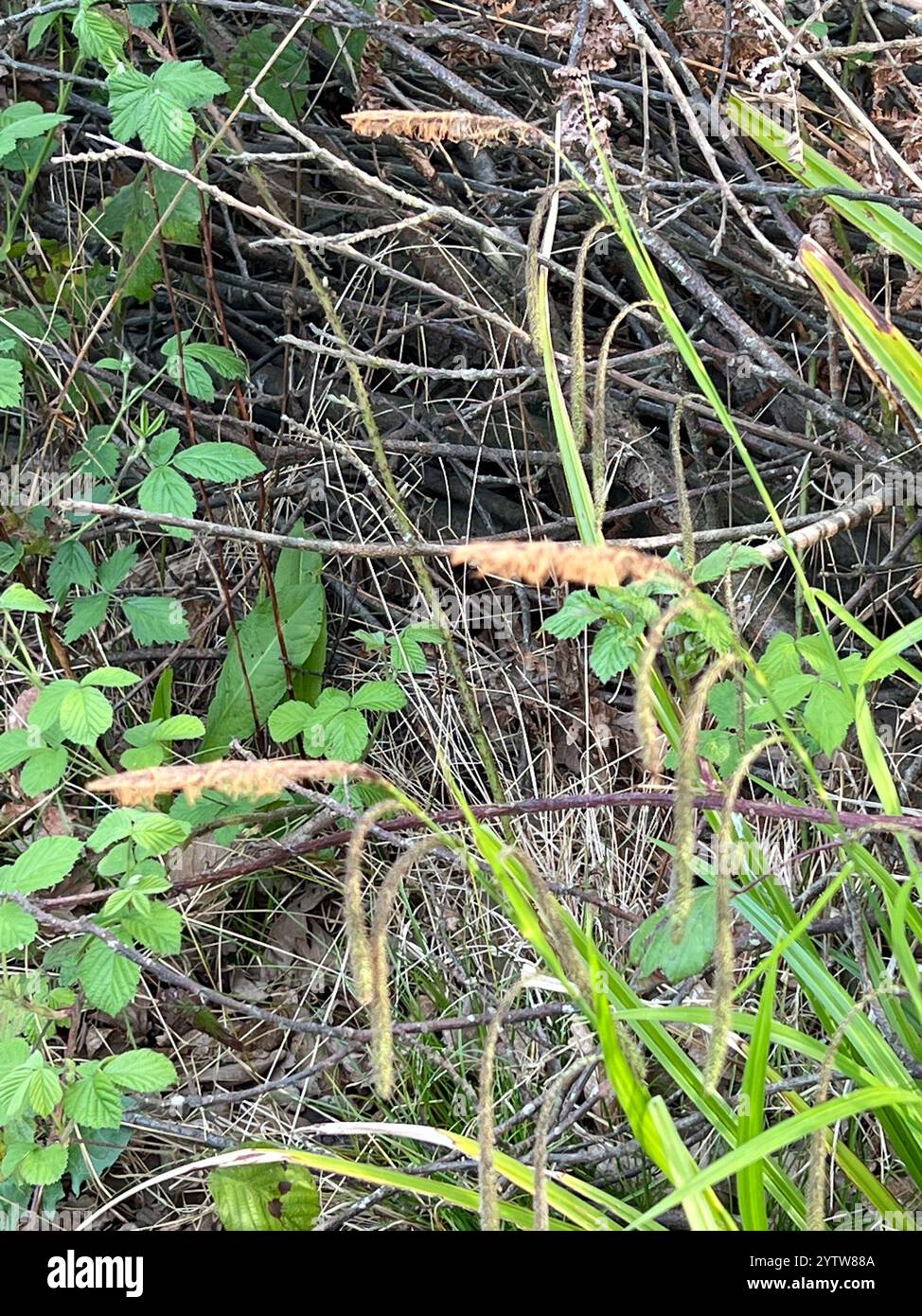 Hanging sedge (Carex pendula Stock Photo - Alamy