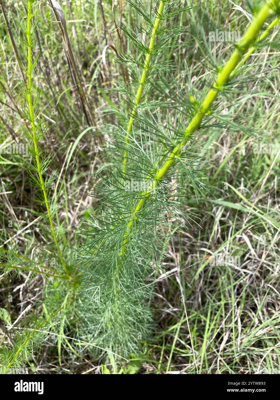 standing cypress (Ipomopsis rubra Stock Photo - Alamy