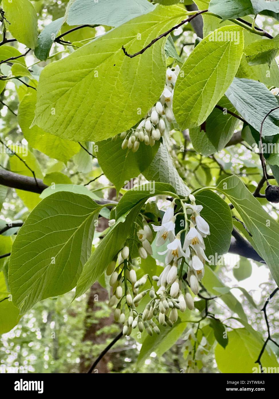 Carolina Silverbell (Halesia carolina Stock Photo - Alamy