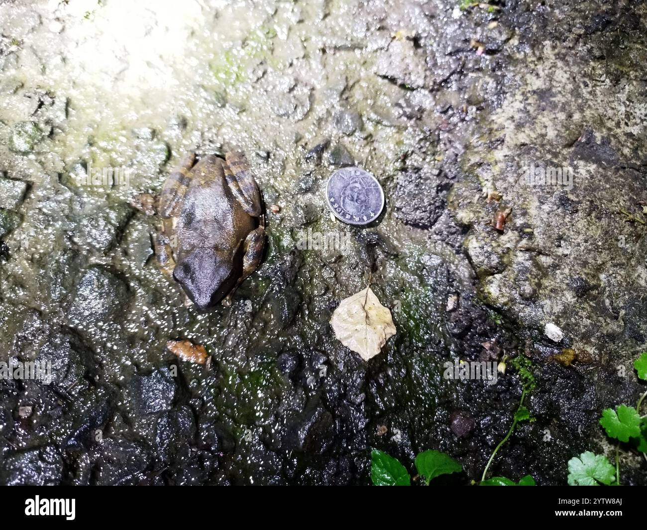 Spot-legged Tree Frog (Polypedates megacephalus Stock Photo - Alamy