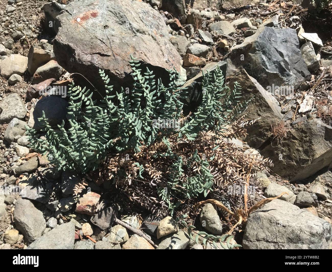 Bridges' cliffbrake (Pellaea bridgesii Stock Photo - Alamy