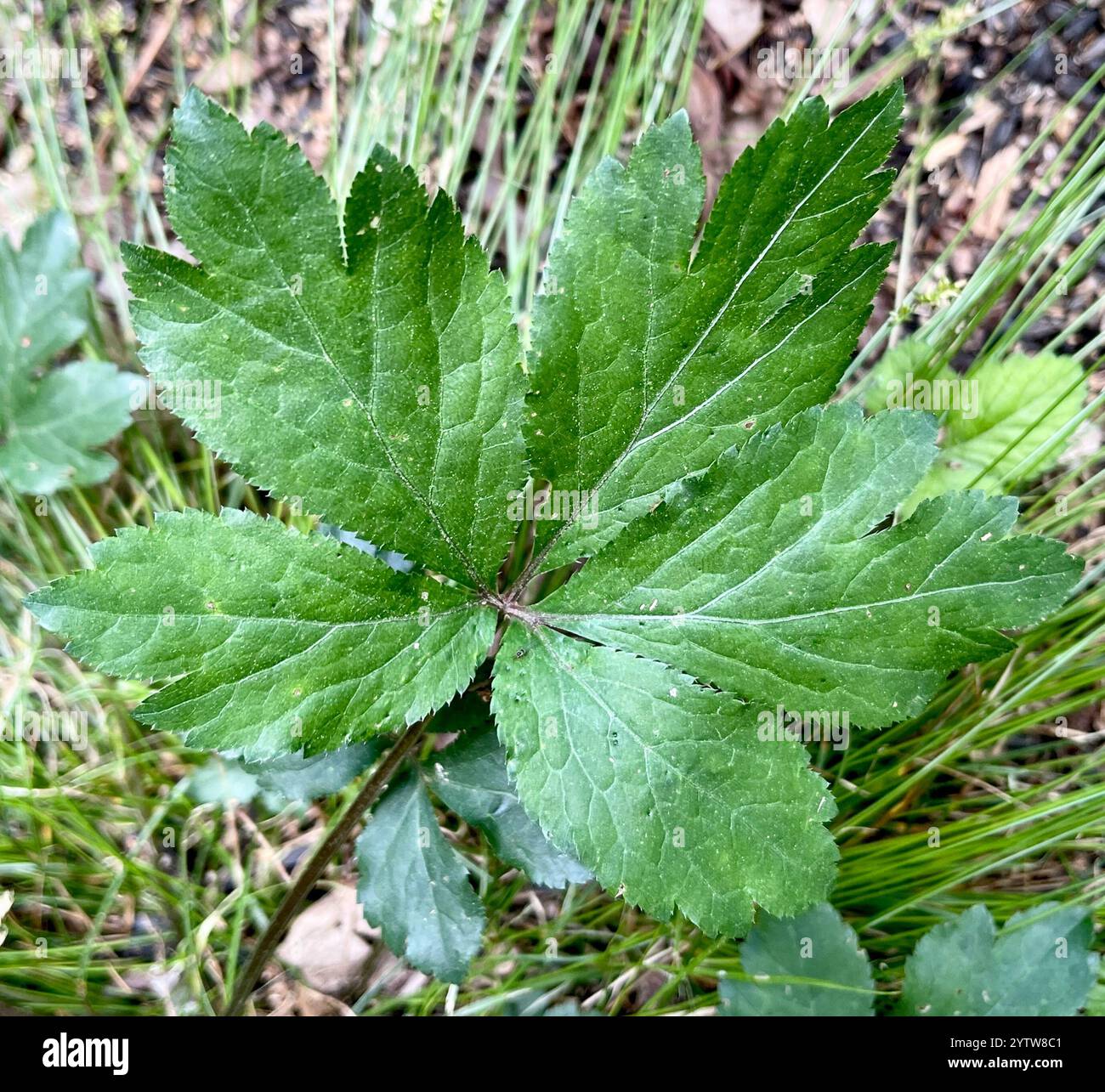 Black Snakeroot (Sanicula canadensis Stock Photo - Alamy