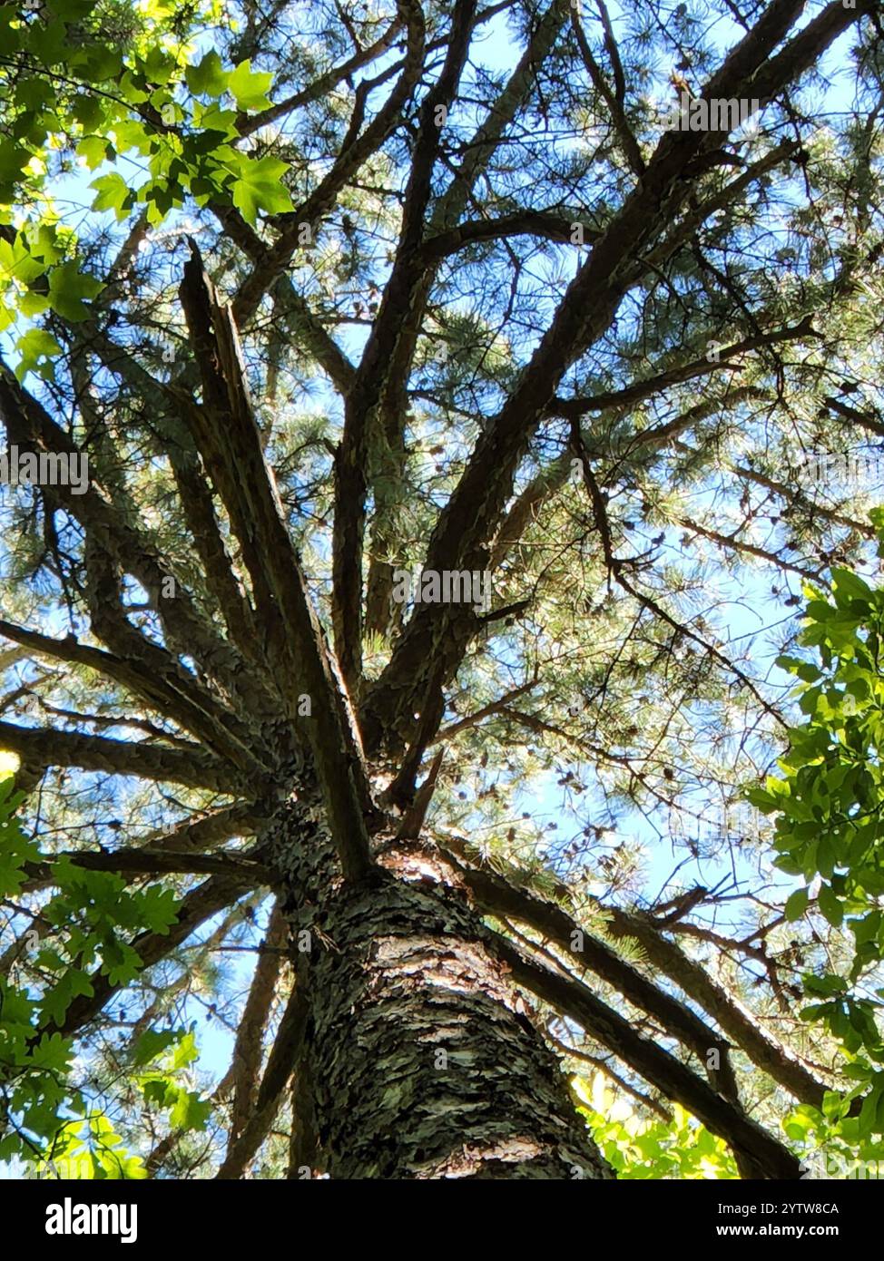 shortleaf pine (Pinus echinata Stock Photo - Alamy