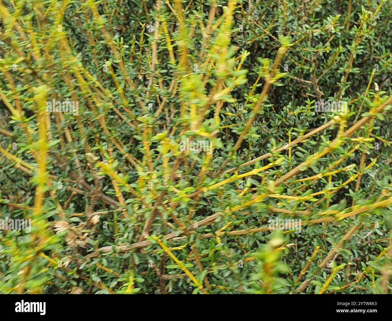 Coastal tree daisy (Olearia solandri Stock Photo - Alamy