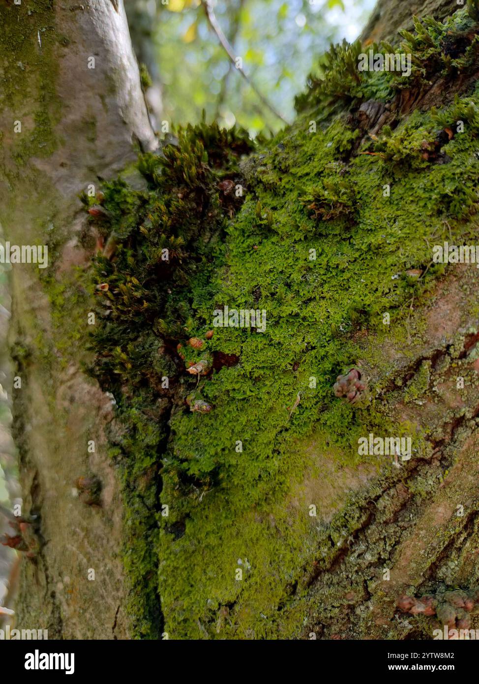 Lewinskya affinis hi-res stock photography and images - Alamy