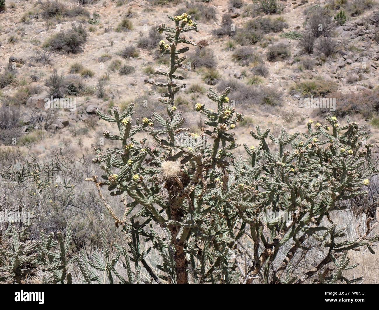 Northern Tree Cholla (Cylindropuntia imbricata imbricata Stock Photo ...