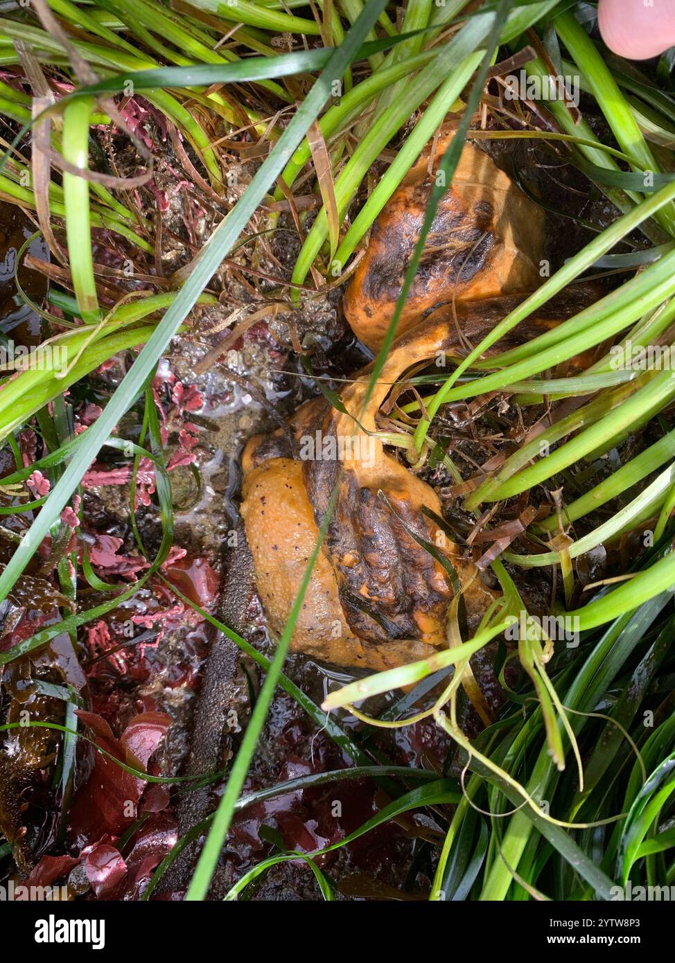 Doris montereyensis hi-res stock photography and images - Alamy
