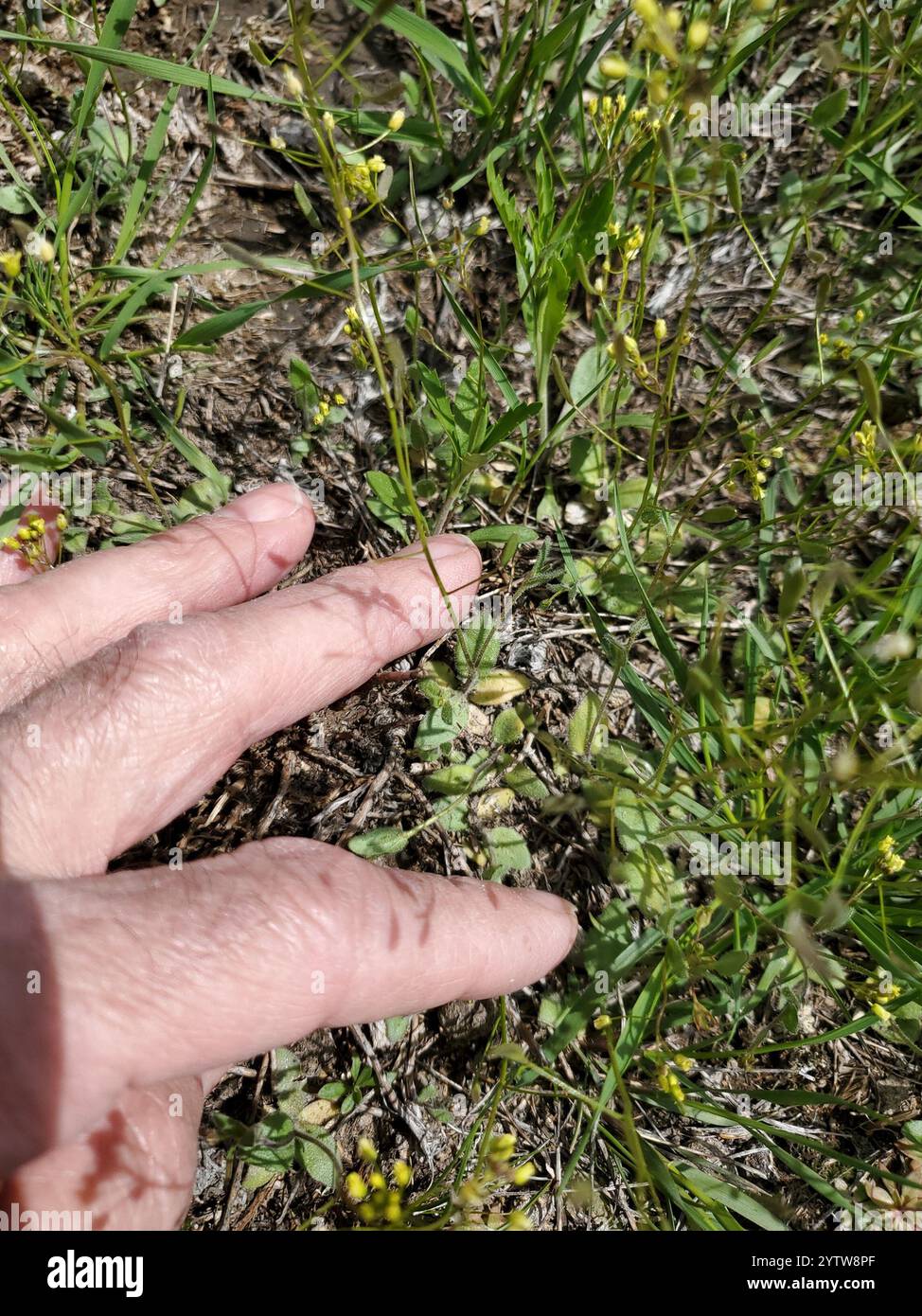 Great Plains Bladderpod (Physaria arenosa Stock Photo - Alamy