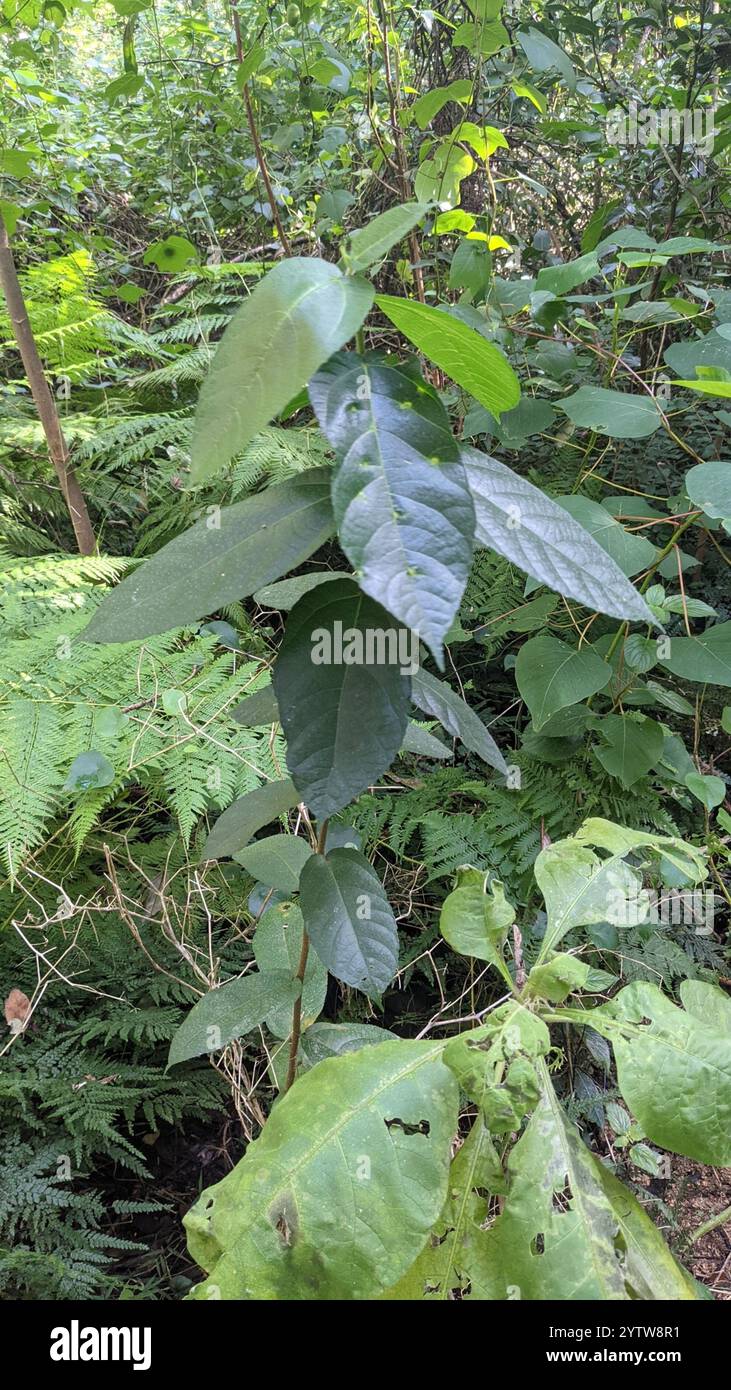 creek sandpaper fig (Ficus coronata Stock Photo - Alamy