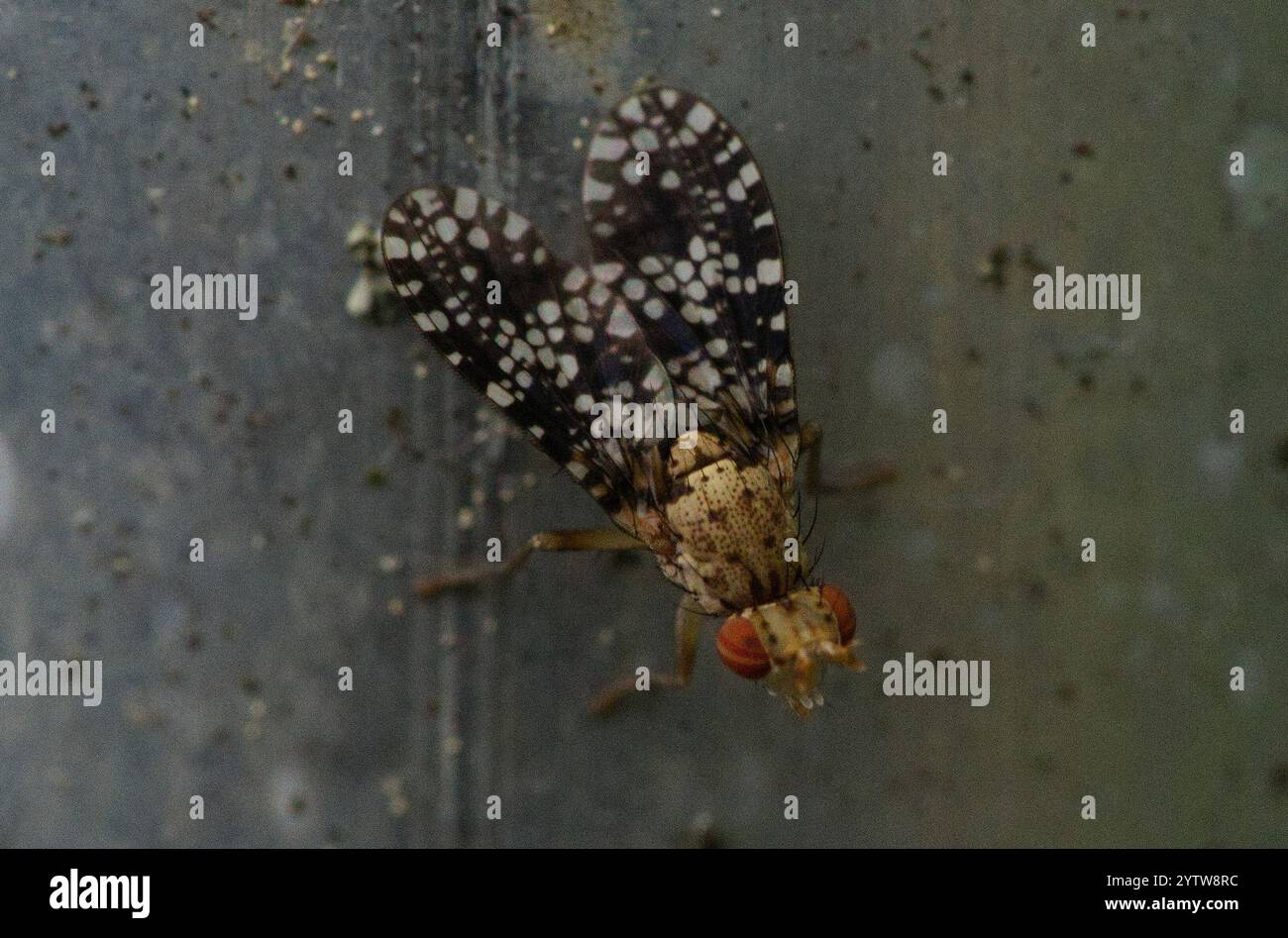 Spotted Marsh Fly (Trypetoptera punctulata Stock Photo - Alamy