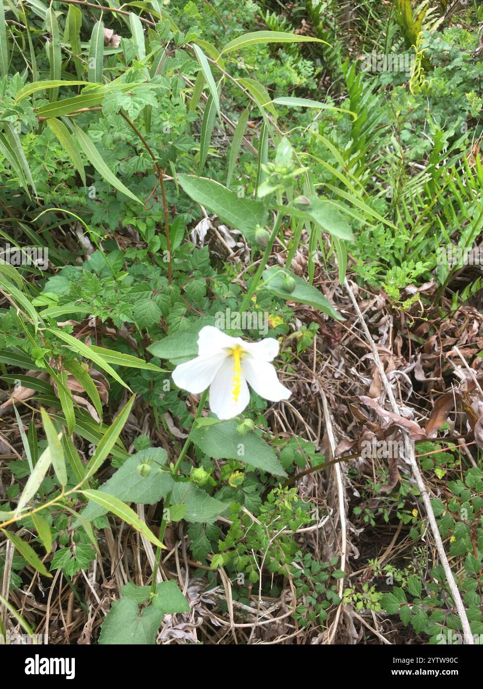 Saltmarsh mallow (Kosteletzkya pentacarpos Stock Photo - Alamy