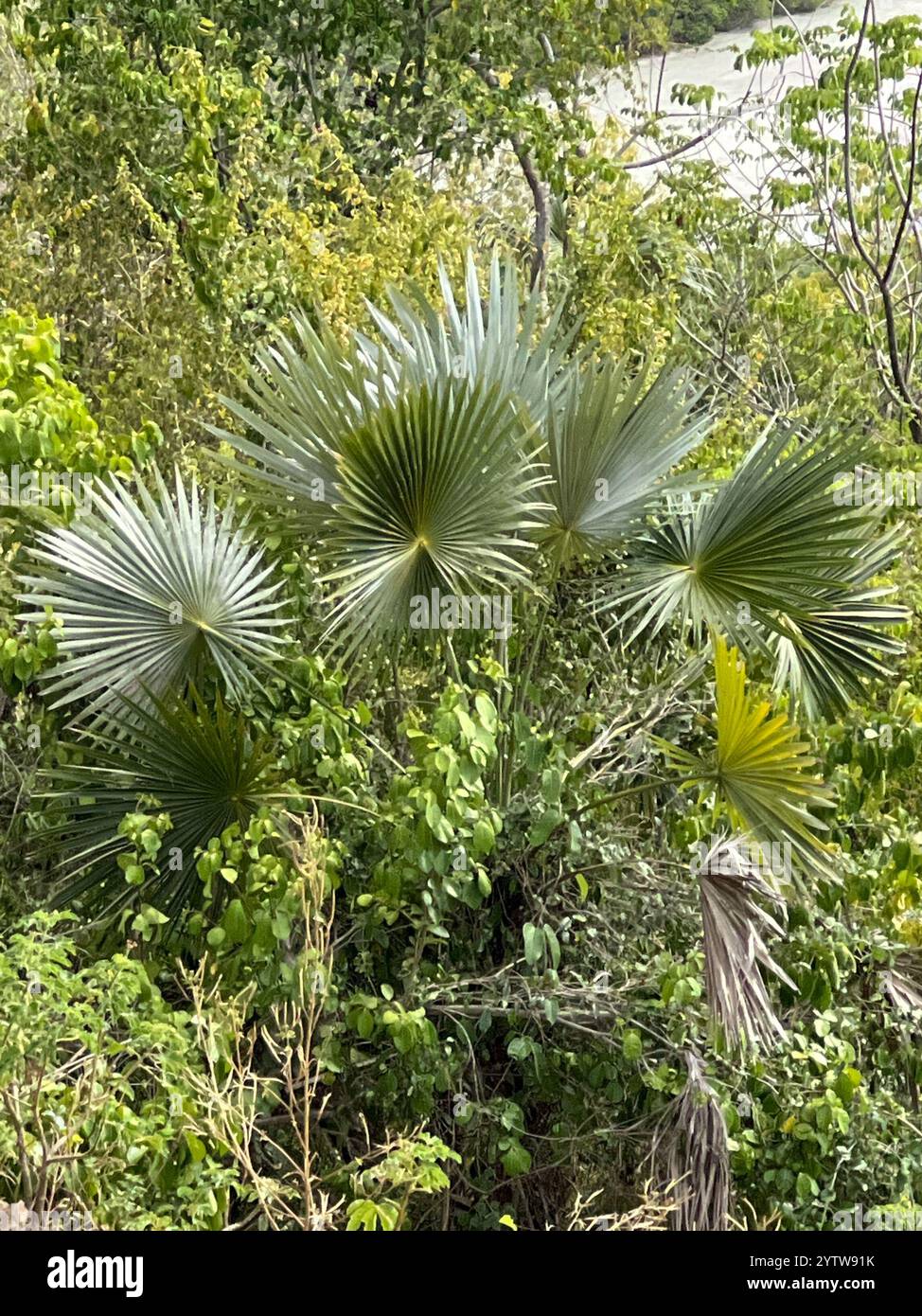 Silver thatch palm hi-res stock photography and images - Alamy