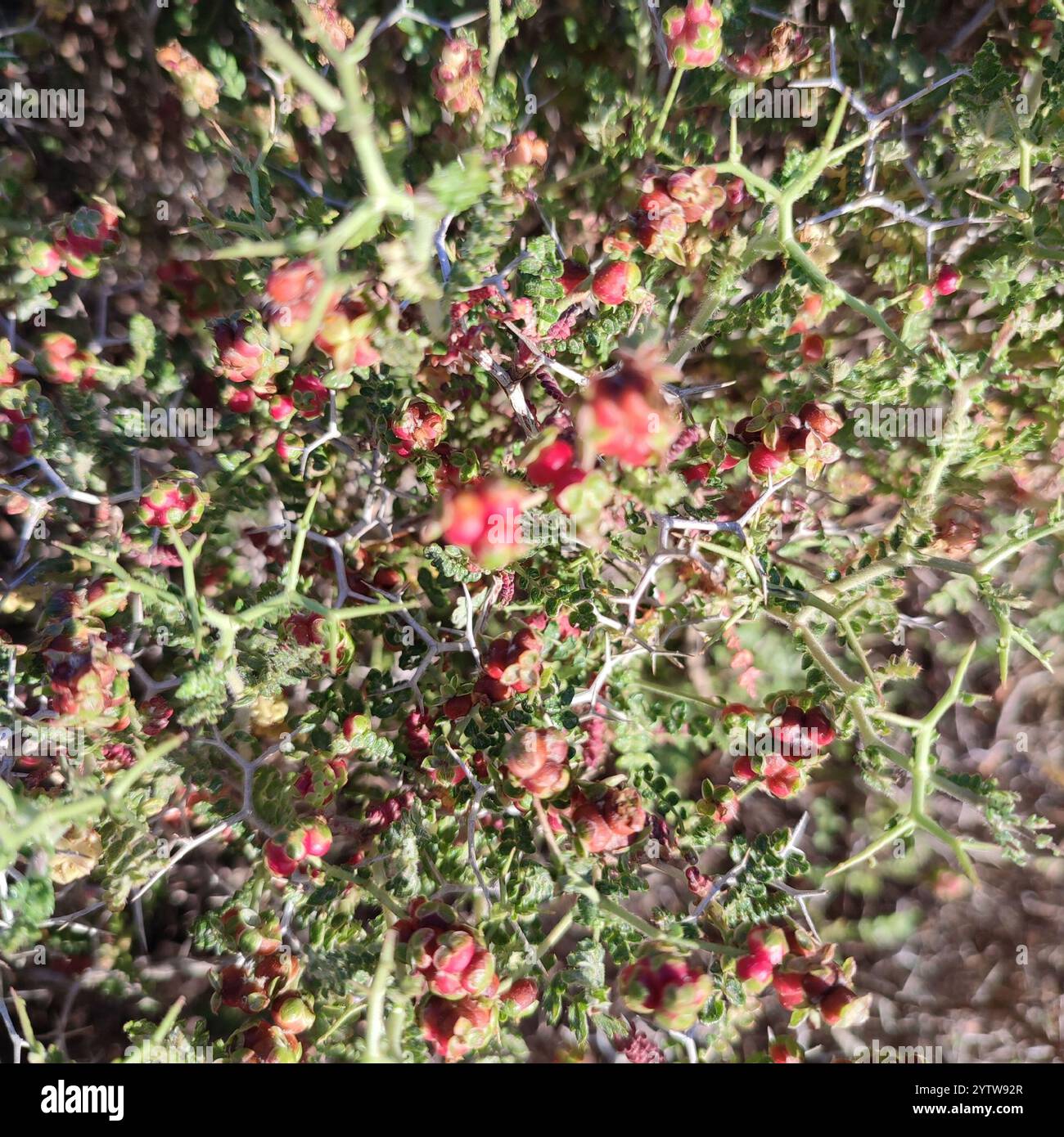 Sarcopoterium spinosum hi-res stock photography and images - Alamy