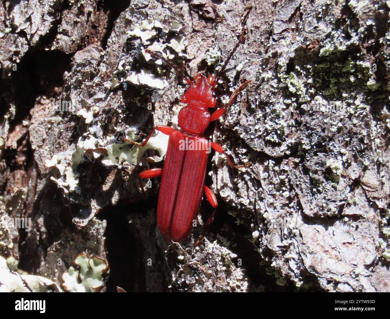 Cucujus clavipes hi-res stock photography and images - Alamy