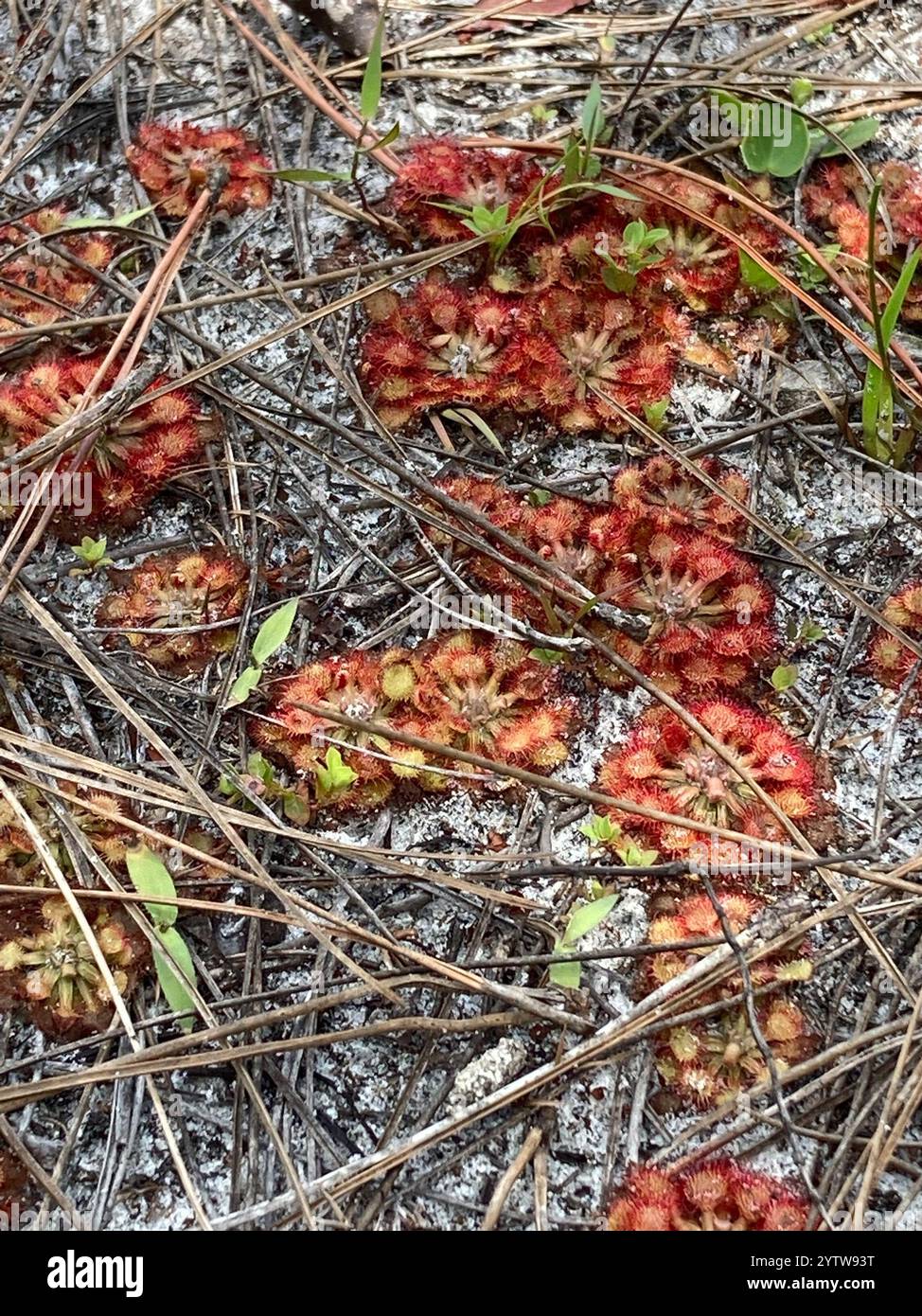 Pink Sundew (Drosera capillaris Stock Photo - Alamy