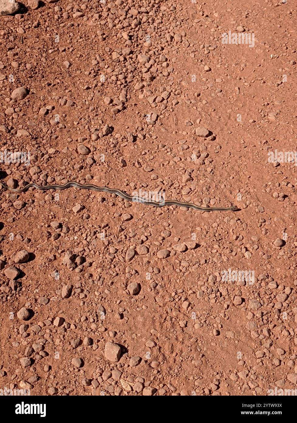 Western Patch-nosed Snake (Salvadora hexalepis Stock Photo - Alamy