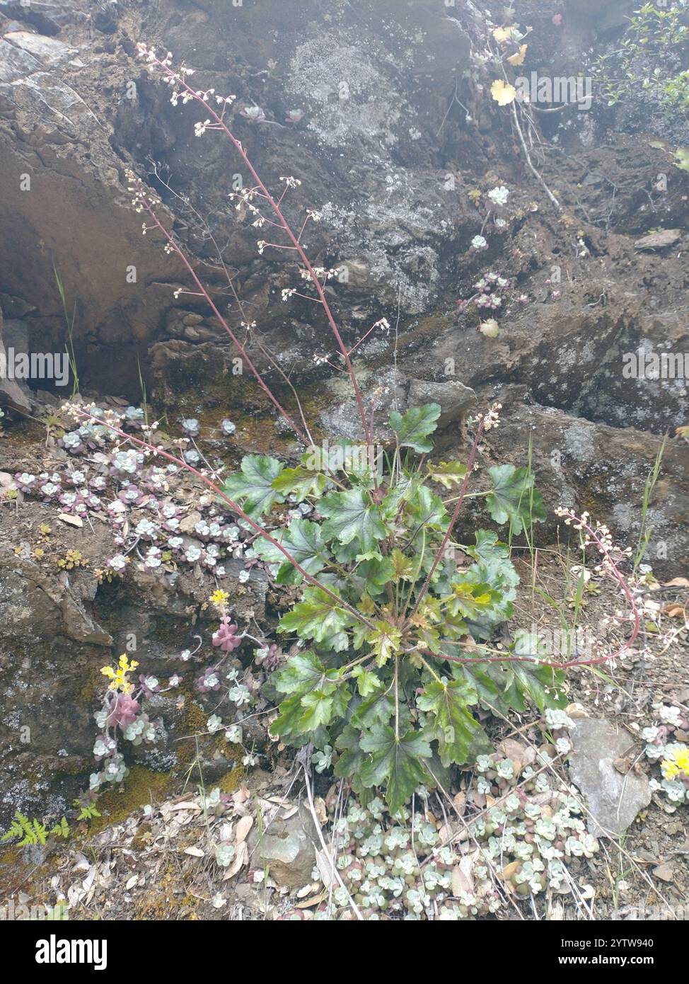 crevice alumroot (Heuchera micrantha Stock Photo - Alamy